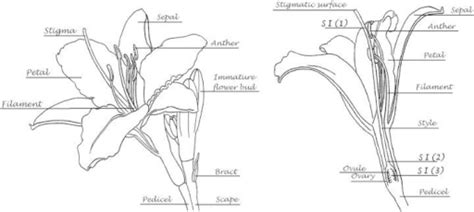 Basic Floral Anatomy Of Hemerocallis The Uppermost Par Open I