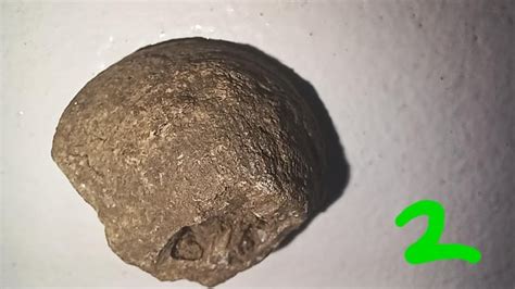 Fossil Identification R Fossilid