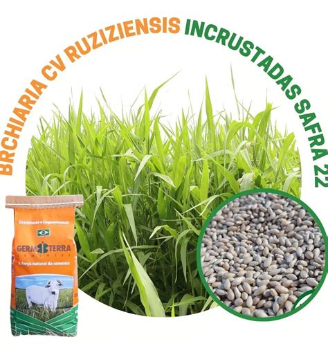 Sementes Brachiaria 10kg Ruziziensis Incrustada Peletizada Mebuscar