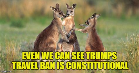 Kangaroo Court Imgflip