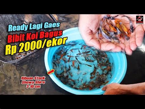 Bibit Koi Murah Bibit Showa Shiro Mulai Rp 2000 Ekor YouTube