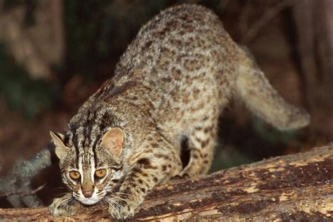 100 Caracel Ideas Wild Cats Animals Wild Cute Animals