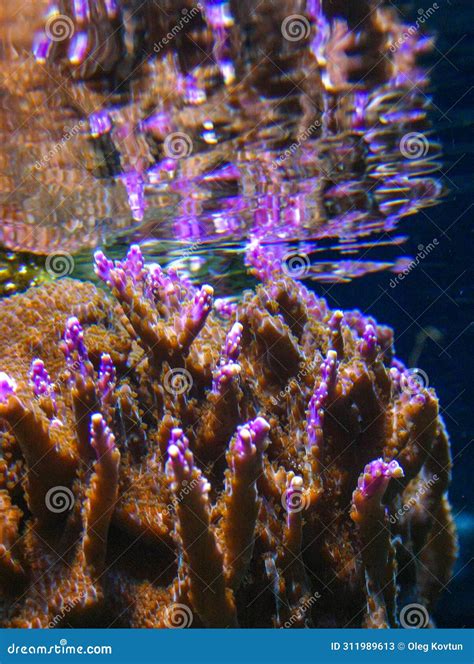 Marine Hard Calcareous Coral With Red Stinging Polyps In A Marine