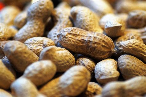 Early Introduction Of Peanuts In Infants To Reduce Allergy Risk