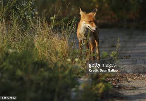 Chernobyl Fox Photos And Premium High Res Pictures Getty Images