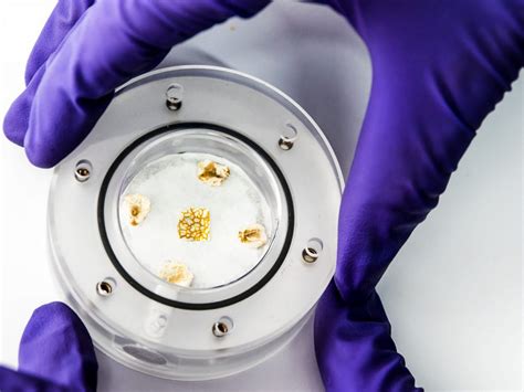 Problem Solving Slime Mold Blob Has Arrived On The Iss Nerdist
