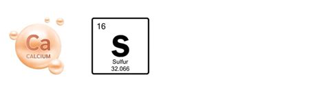 Hepar Sulphuris Calcareum Homeopathy Key Benefits Dosage And Uses