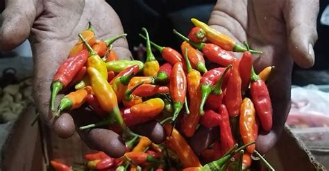 Harga Cabai Rawit Merah Meroket Petani Teriak Akibat Curah Hujan