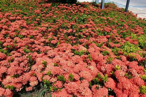 龙船花在花谢后怎么处理 花百科