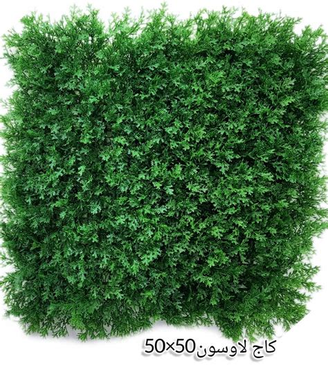 گرین کاج لاوسون خرید با قیمت ارزان