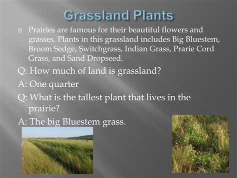 Ppt Temperate Grasslands Biome Powerpoint Presentation Free Download