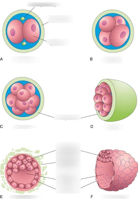 Cleavage Of Zygote Diagram Quizlet