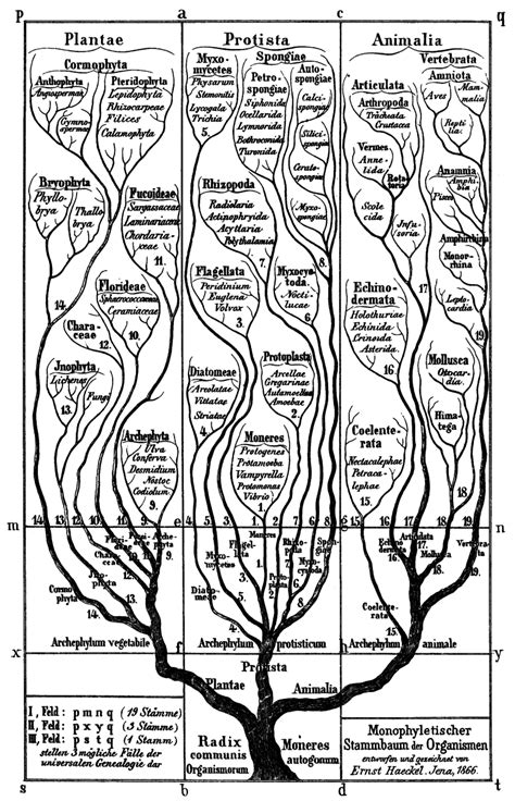 Difference Between Ontogeny And Phylogeny Compare The Difference Between Similar Terms