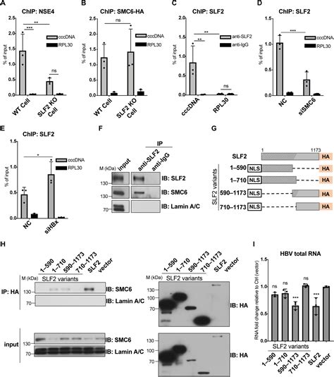 SLF Interacts With The SMC Complex To Direct Hepatitis B Virus Episomal DNA To Promyelocytic