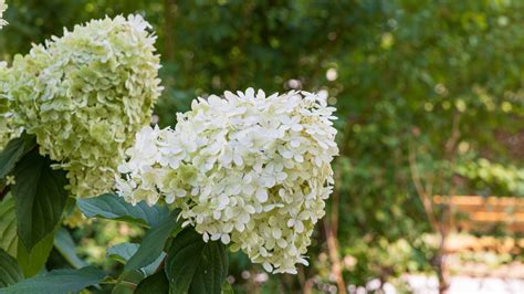 7 No Fail Rose And Hydrangea Combos For Your Garden