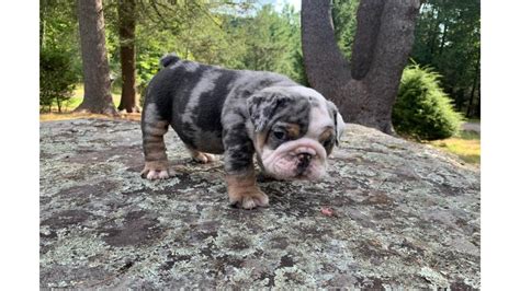 The Merle Bully Simple Guide To These Controversial Dogs