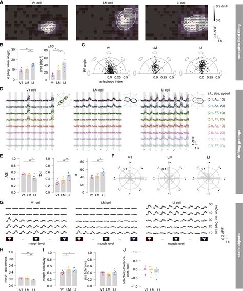 Neural Correlates Of Visual Object Recognition In Rats Cell Reports