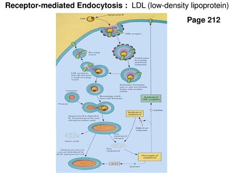 Chapter 8 Cell Membranes Ppt Download