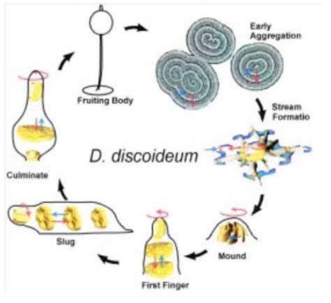 Dictyostelium Life Cycle