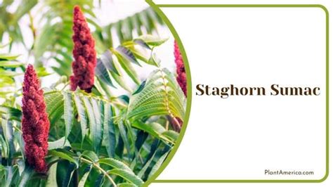 12 Sumac Tree Varieties Every Gardener Should Consider Plant America