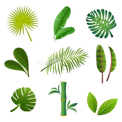 Tropical Plants Set Vector Illustration Of Green Leaves Stock