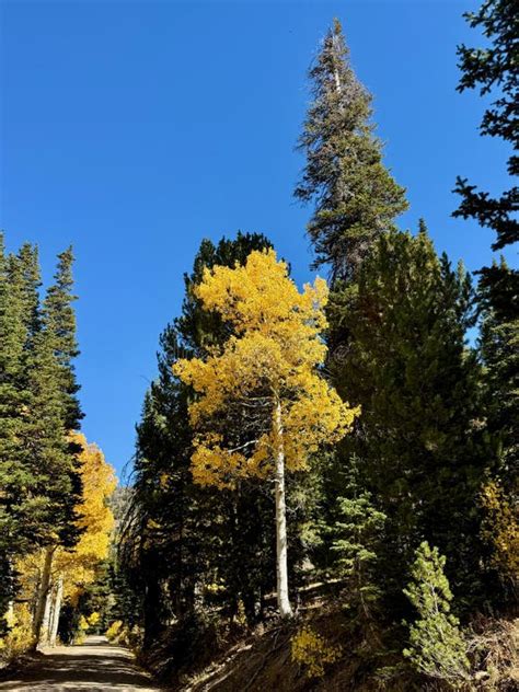 Quaking Aspen In Fall Colors In A Pine Forest With Clear Blue Sky Stock