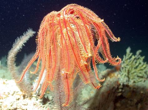 Where Do Echinoderms Live