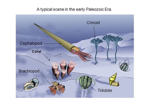 Paleozoic Era The Beginning