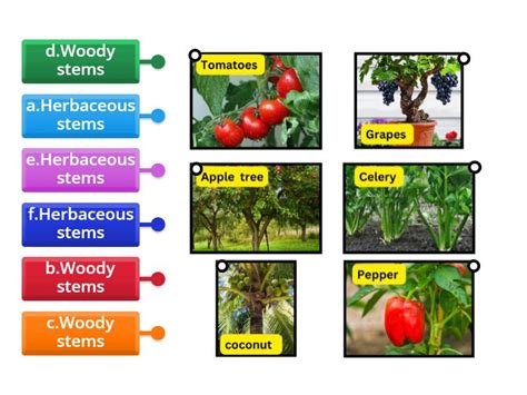 Stem Types Labelled Diagram