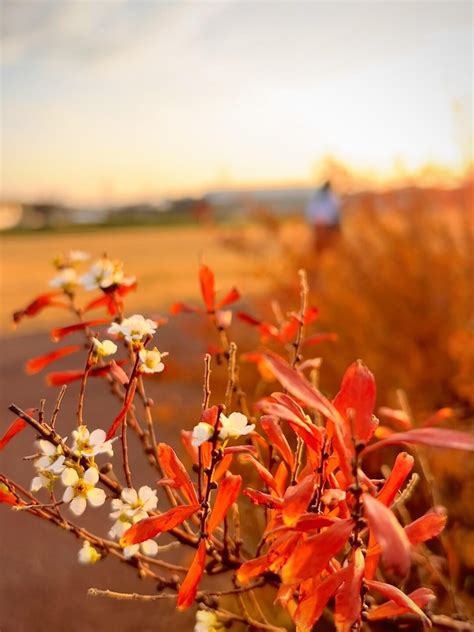 紅き、白き、雪柳 やまたいらさんのポンポン山・釈迦岳・小塩山・若山の活動データ Yamap ヤマップ