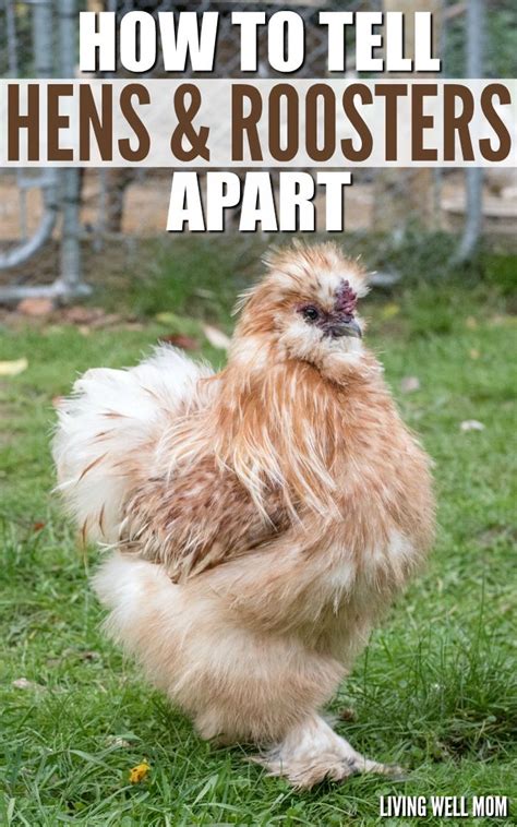 How To Tell Hens And Roosters Apart Rooster Vs Hen Differences Artofit