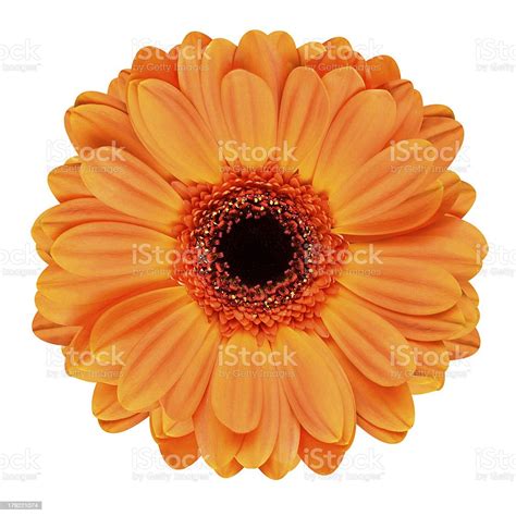오랑주 Gerbera 아이리스입니다 흰색 바탕에 그림자와 백일홍에 대한 스톡 사진 및 기타 이미지 백일홍 주황색 컷아웃
