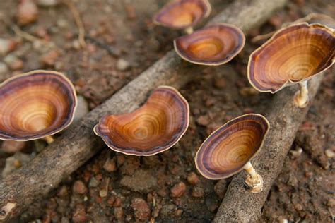 El Hongo Reishi Para Qué Sirve Y Cómo Usarlo Carefood