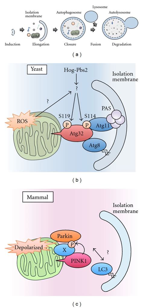 Mitophagy In Yeast And Mammals A In Autophagy A Double Membrane