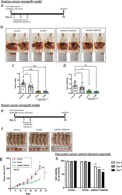 Effects Of Samas1ad On Ovarian And Breast Cancer Xenograft Models And