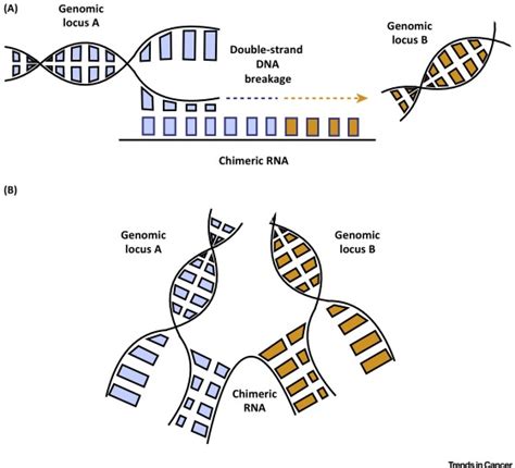 Intergenically Spliced Chimeric Rnas In Cancer Trends In Cancer