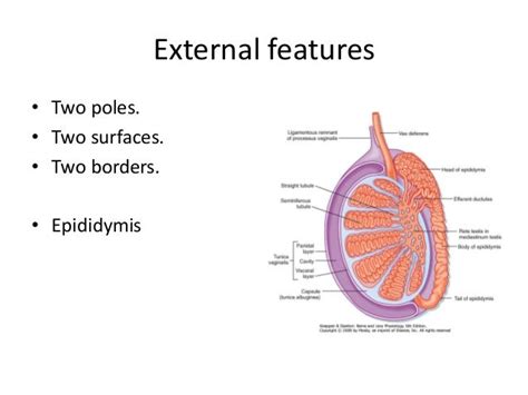 Testis And Spermatic Cord