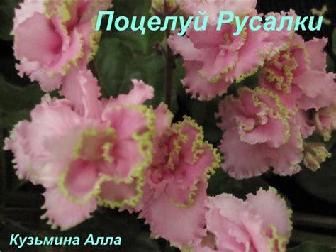 Фиалка Поцелуй Русалки