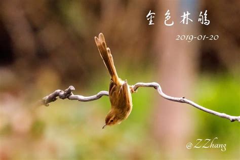 金色林鴝 國際旅遊攝影網推薦拍攝鳥類 每日頭條
