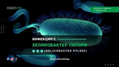 Храни за черния дроб кои са вредни и полезни Здравитал