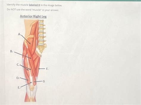 Solved Identify The Muscle Labeled D In The Image Below Do Chegg