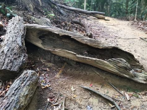 Bushy Tropical Jungle Tree Rooting Into The Ground At The Rainforest