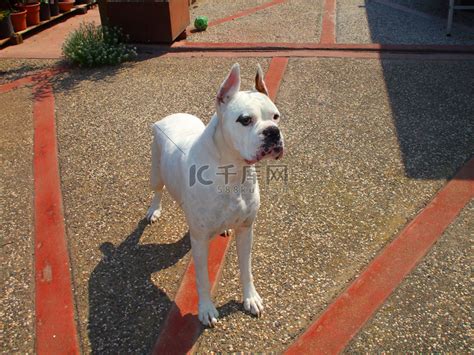 白拳师犬高清摄影大图 千库网