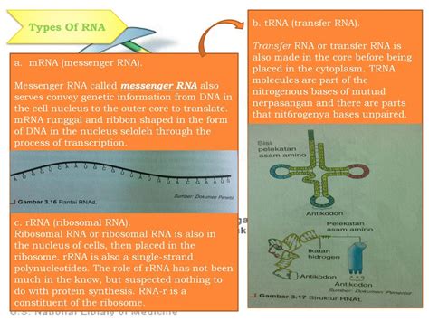 General Biology Genetics By Group Iv Names Ppt Download