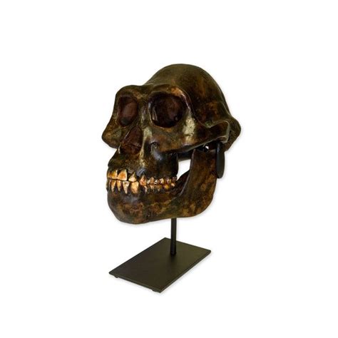 Replica Australopithecus Afarensis Skull Male Skull Species Male