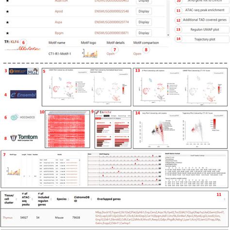 A Single Regulon Interpretation 1 Each Regulon Is Named By The Cell