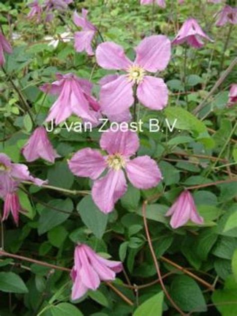 Hendryetta Clematis Hendryetta Online Kaufen