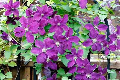 13 Flowering Vines That Make Pergolas And Arbors Look Amazing Trimmed