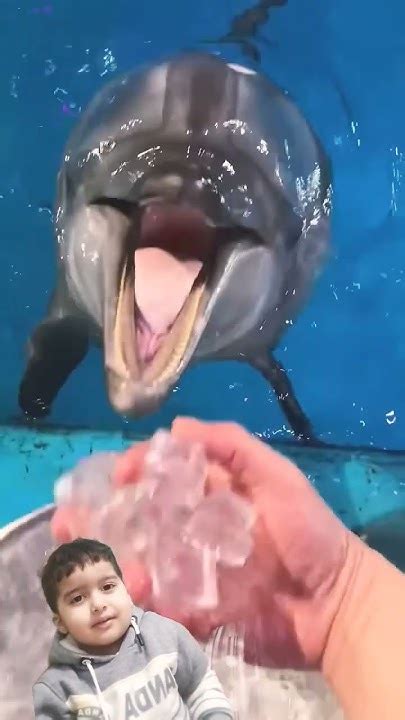 اطيب دلفين فى العالم 🤣🤣 Youtube