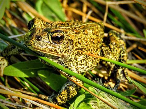 Ormat Technologies Sues Usfws Over Dixie Valley Toad Listing Reptiles